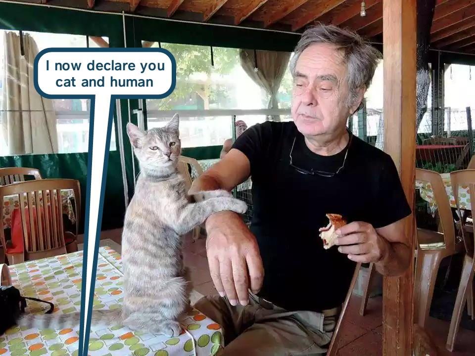 With the purrer vested in me - Lolcats - lol | cat memes | funny cats ...