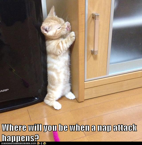 Where will you be when a nap attack happens? - Lolcats - lol | cat ...