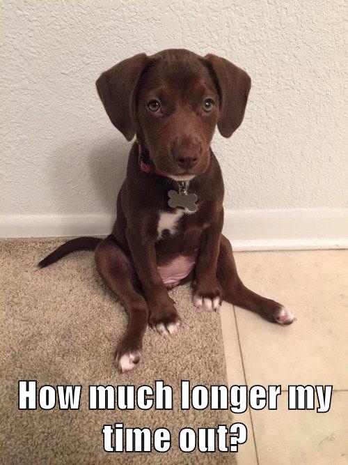 What Is A Dog Time Out