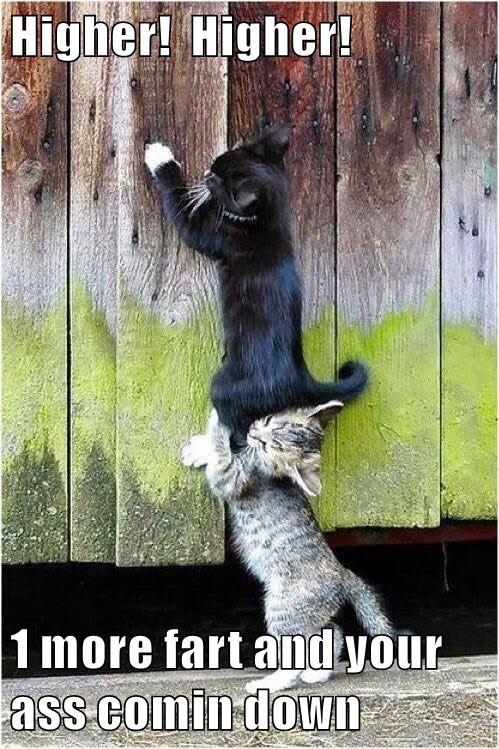 Higher! Higher! - Lolcats - lol | cat memes | funny cats | funny cat ...