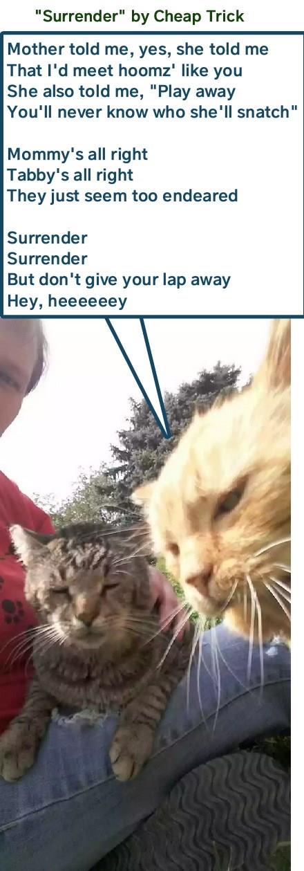 "Surrender" by Cheap Trick - Lolcats - lol | cat memes | funny cats ...