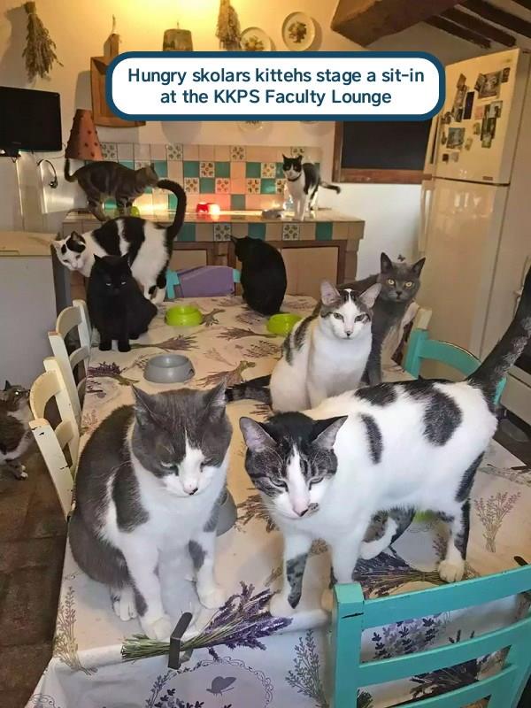 Ready the Diskreet Rest Home - Lolcats - lol | cat memes | funny cats ...