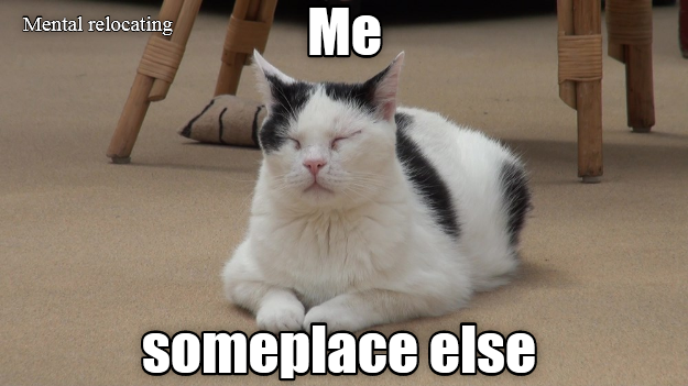 Mental relocating - Lolcats - lol | cat memes | funny cats | funny cat ...