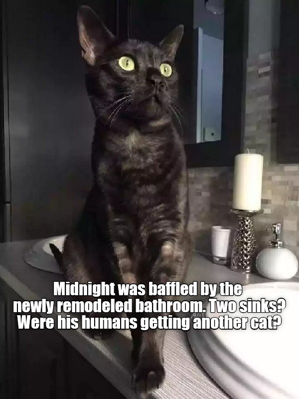 It is the only logical explanation - Lolcats - lol | cat memes | funny ...