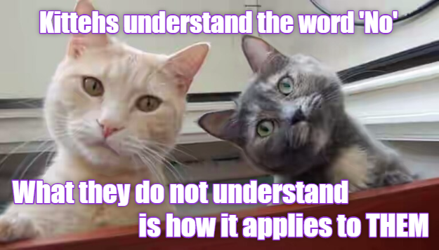 Say What? - Lolcats - lol | cat memes | funny cats | funny cat pictures ...