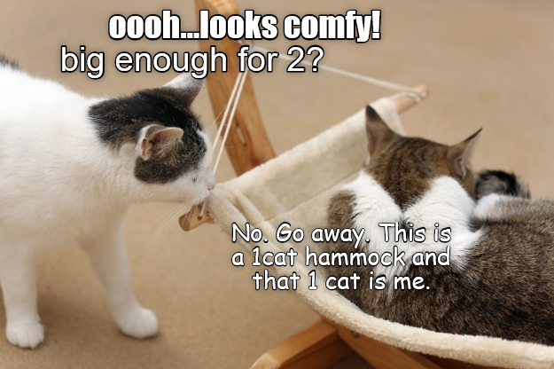 Lolcats - hammock - LOL at Funny Cat Memes - Funny cat pictures with ...