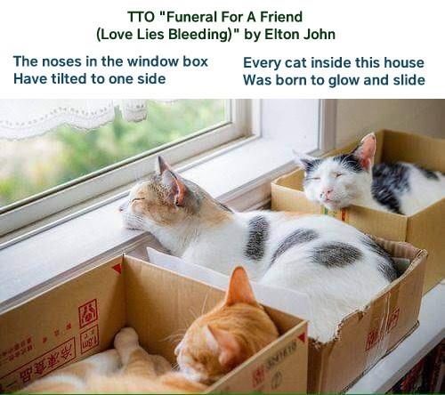 "Loves Lie Sleeping" - Lolcats - lol | cat memes | funny cats | funny ...