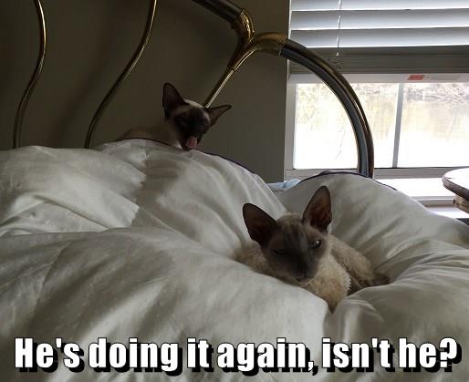 He's doing it again, isn't he? - Lolcats - lol | cat memes | funny cats ...