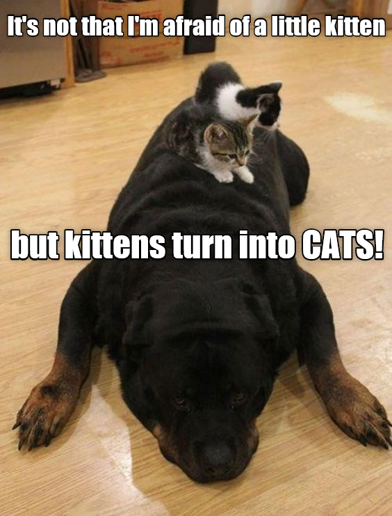 The future is dire - I Has A Hotdog - Dog Pictures - Funny pictures of ...