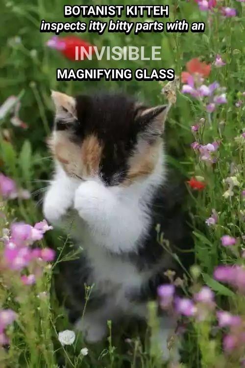 Invisible magnifying glass - Lolcats - lol | cat memes | funny cats ...
