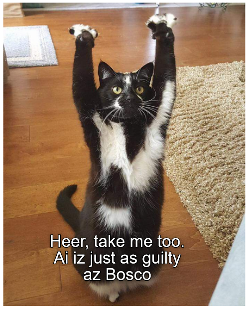 Kittehs protest Bosco's arrest - Lolcats - lol | cat memes | funny cats ...
