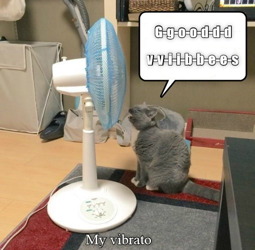 My vibrato - Lolcats - lol | cat memes | funny cats | funny cat ...
