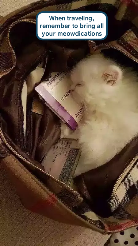 Lolcats - vacation - LOL at Funny Cat Memes - Funny cat pictures with ...