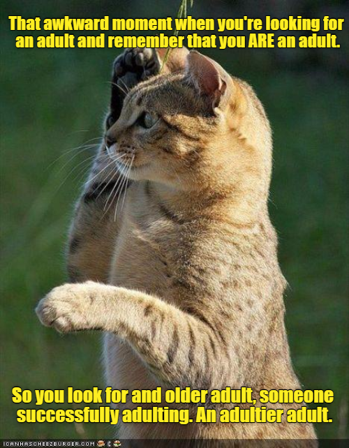 Really Awkward - Lolcats - lol | cat memes | funny cats | funny cat ...