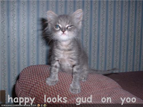 Happy looks gud on yoo - Lolcats - lol | cat memes | funny cats | funny ...