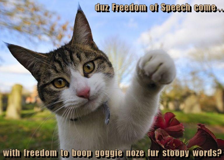 A Question - Lolcats - lol | cat memes | funny cats | funny cat ...