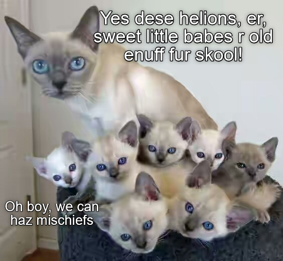 Desperate mom is desperate - Lolcats - lol | cat memes | funny cats ...