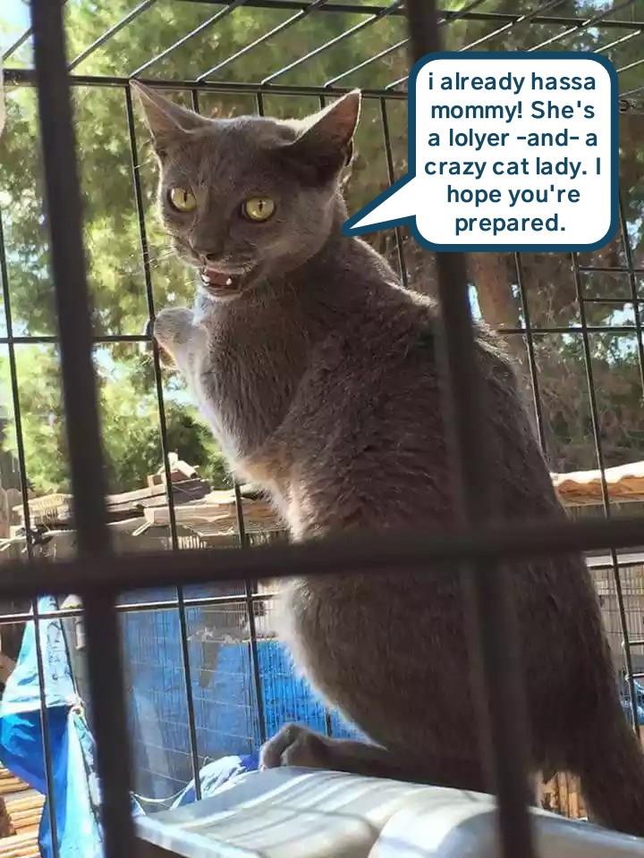 You're making a big mistake - Lolcats - lol | cat memes | funny cats ...