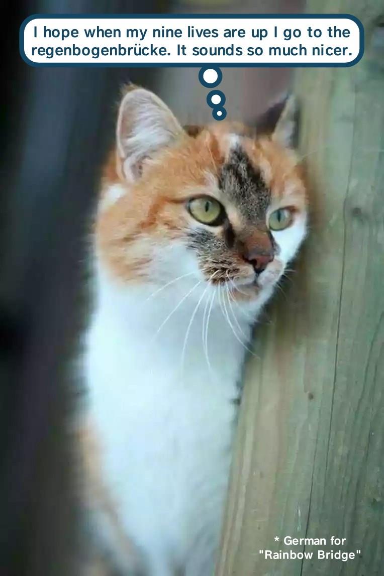 German Cat Memes