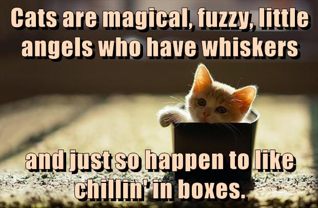 Cats are magical - Lolcats - lol | cat memes | funny cats | funny cat ...