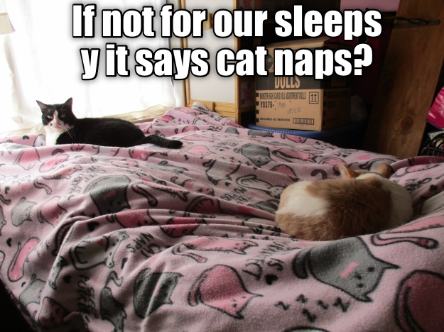Sleep is purrfect - Lolcats - lol | cat memes | funny cats | funny cat ...