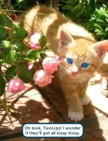 Amorous flowers? - Lolcats - lol | cat memes | funny cats | funny cat ...