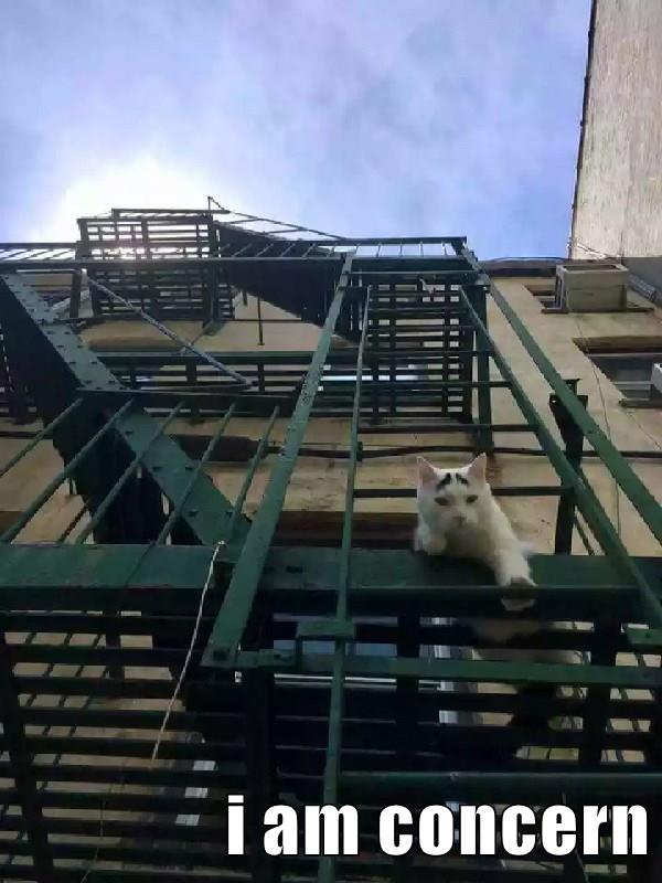 I am concern - Lolcats - lol | cat memes | funny cats | funny cat ...