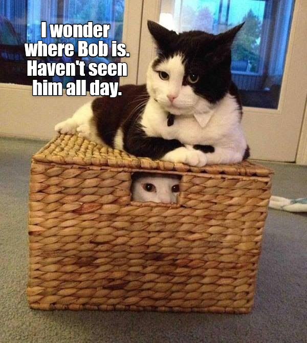 Hope he's alright - Lolcats - lol | cat memes | funny cats | funny cat ...