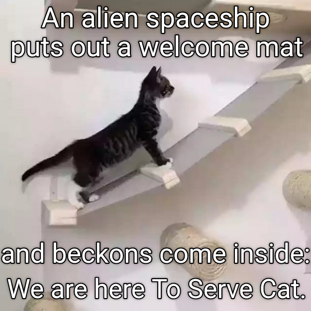 To Serve Cat - Lolcats - lol | cat memes | funny cats | funny cat ...