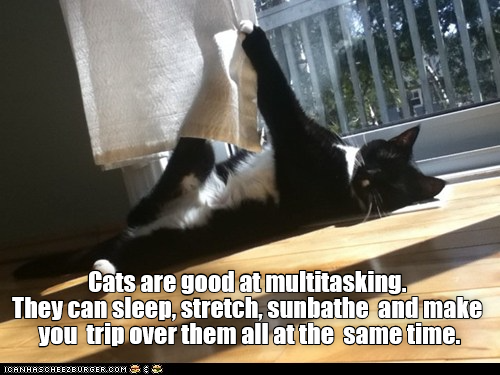 Multitasking - Lolcats - lol | cat memes | funny cats | funny cat ...
