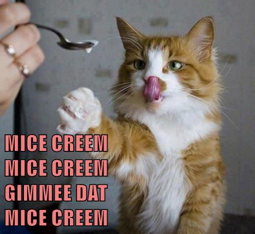 MICE CREEM - Lolcats - lol | cat memes | funny cats | funny cat ...