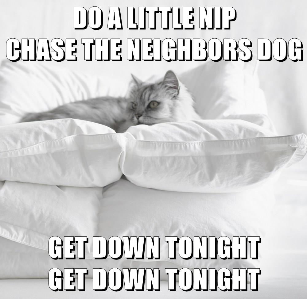 GET DOWN TONIGHT - Lolcats - lol | cat memes | funny cats | funny cat ...