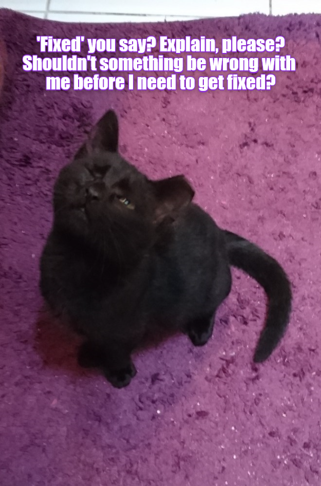 Fixed? Fixed what? - Lolcats - lol | cat memes | funny cats | funny cat ...