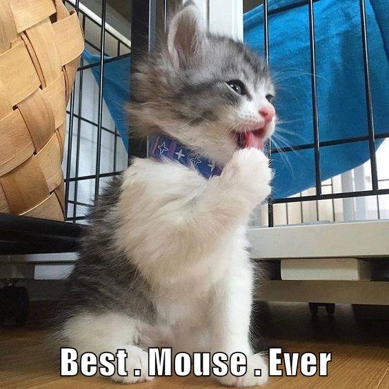 Best . Mouse . Ever - Lolcats - lol | cat memes | funny cats | funny ...