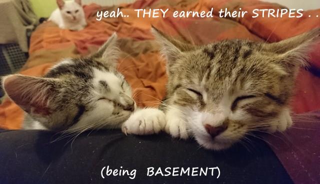Yeah.. THEY earned their STRIPES - Lolcats - lol | cat memes | funny ...