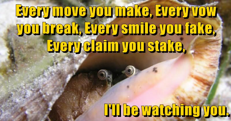 Every move you make - Animal Comedy - Animal Comedy, funny animals ...