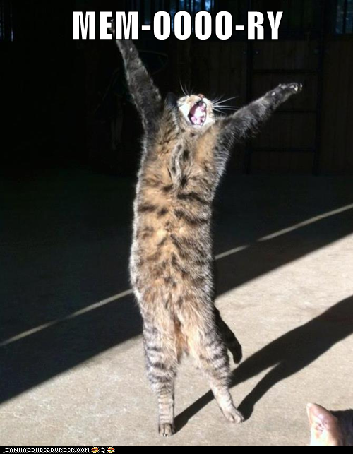 MEM-OOOO-RY - Lolcats - lol | cat memes | funny cats | funny cat ...