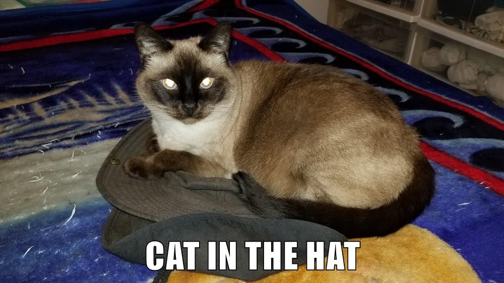 CAT IN THE HAT - Lolcats - lol | cat memes | funny cats | funny cat ...
