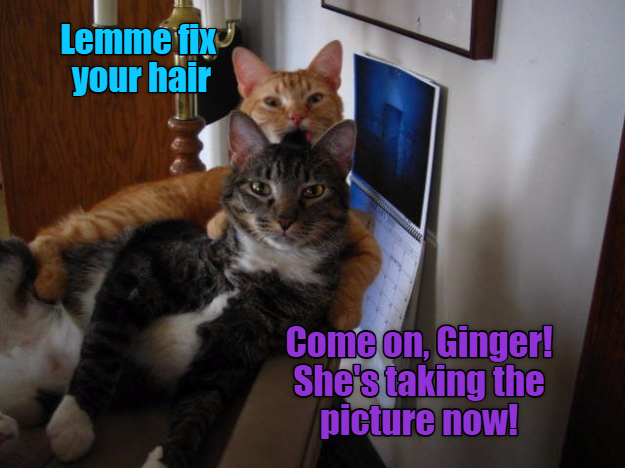 Your hair was messed up. - Lolcats - lol | cat memes | funny cats ...