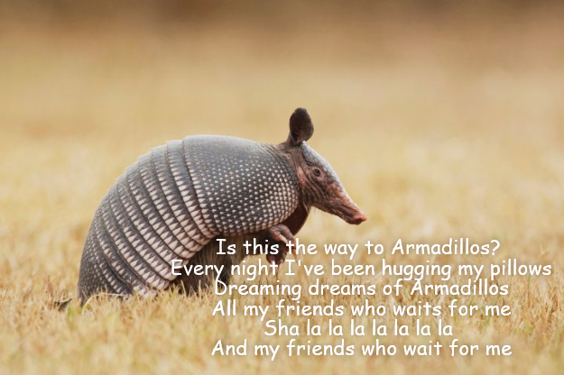 Is This The Way To Armadillos? - Animal Comedy - Animal Comedy, funny ...