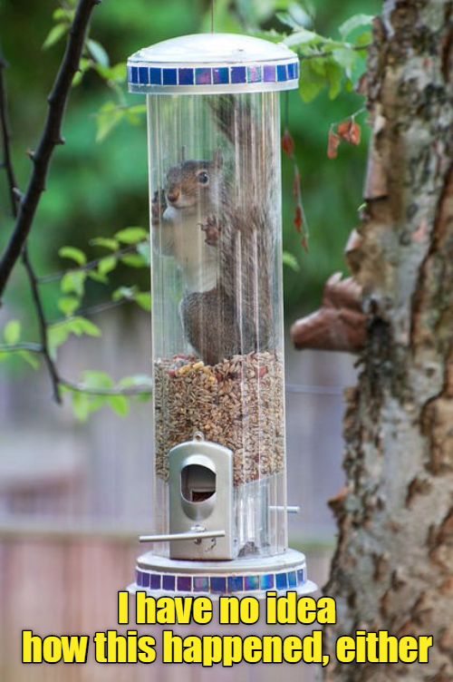 Whoops - Animal Comedy - Animal Comedy, funny animals, animal gifs