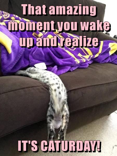 That amazing moment - Lolcats - lol | cat memes | funny cats | funny ...