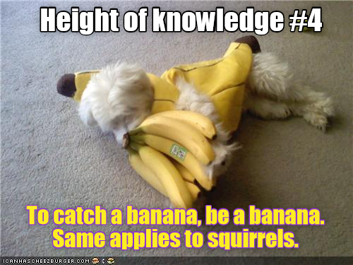 Height of knowledge #4 - Lolcats - lol | cat memes | funny cats | funny ...