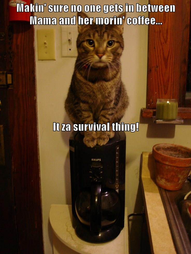 Survival - Lolcats - lol | cat memes | funny cats | funny cat pictures ...