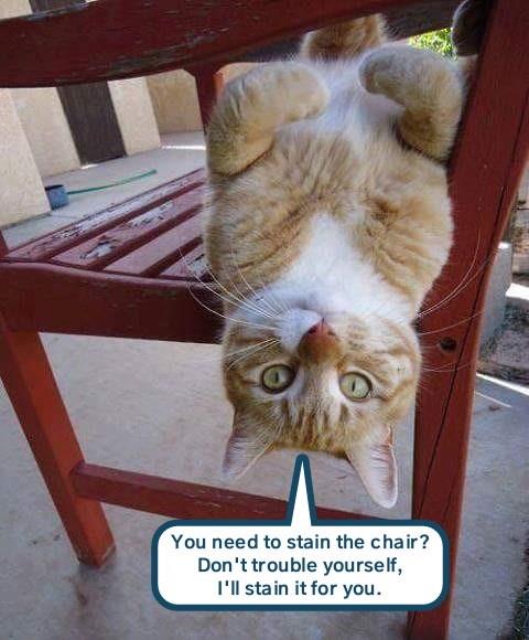 Thanks kitteh, we prefer the chair stay red - Lolcats - lol | cat memes ...