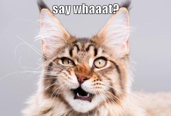 say whaaat? - Lolcats - lol | cat memes | funny cats | funny cat pictures with words on them ...