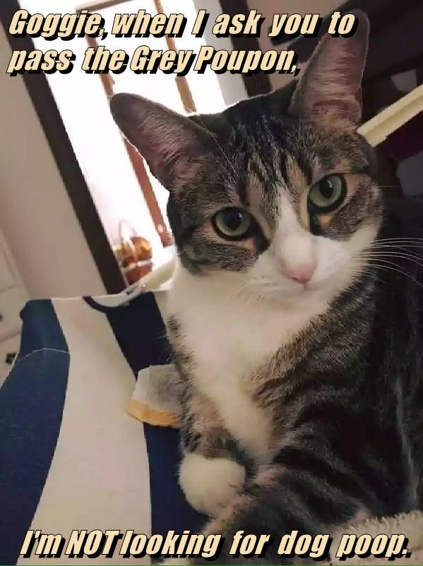 Goggie... - Lolcats - lol | cat memes | funny cats | funny cat pictures ...