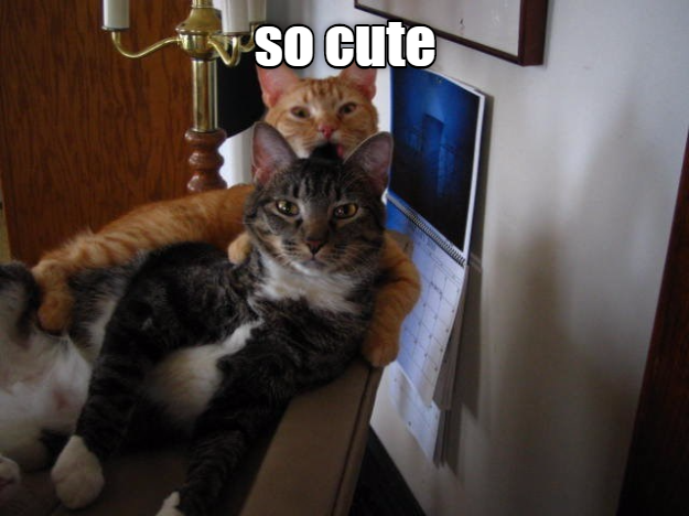 cat2 - Lolcats - lol | cat memes | funny cats | funny cat pictures with ...