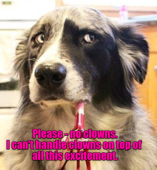 Exploding balloon animals too? - I Has A Hotdog - Dog Pictures - Funny ...