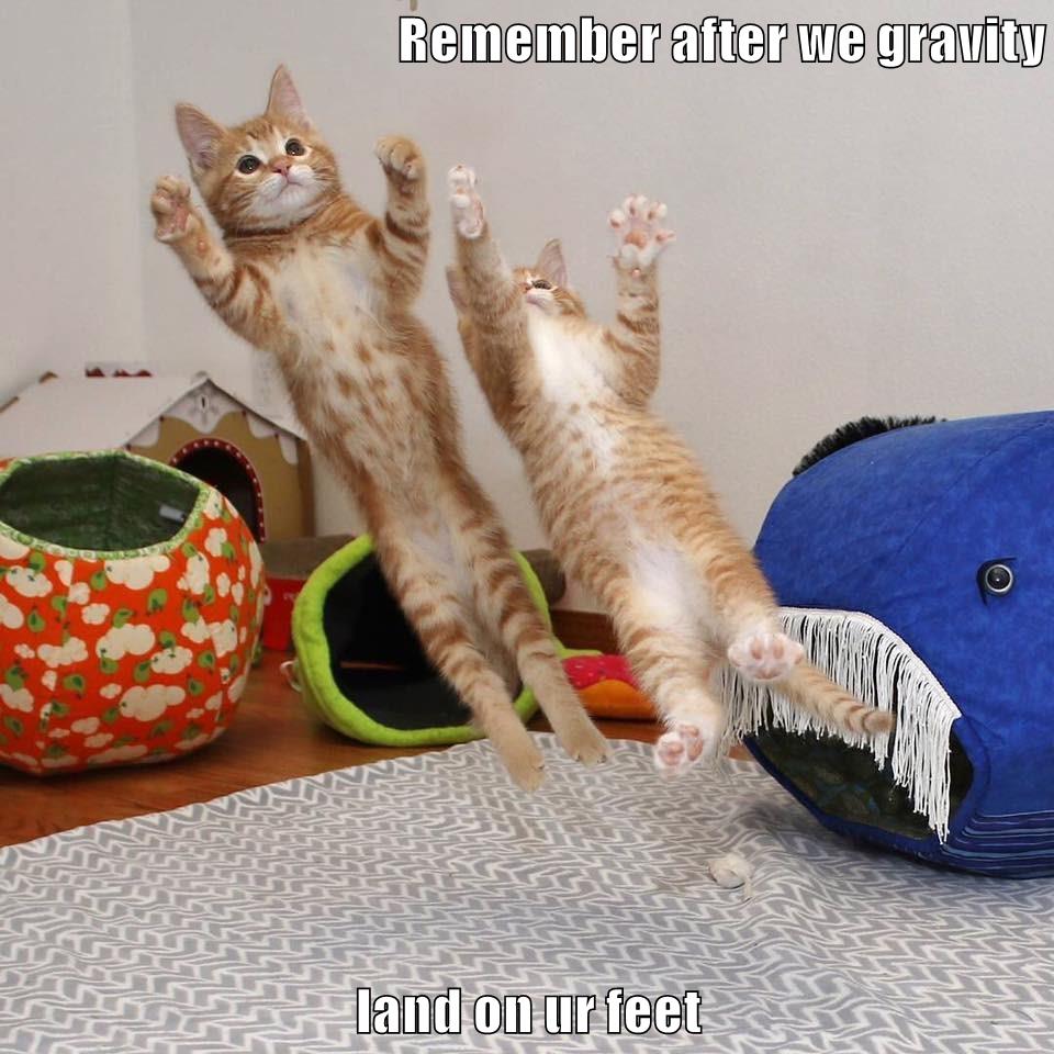 gravity - Lolcats - lol | cat memes | funny cats | funny cat pictures ...